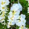 Kunstplant met witte glycinia -decoratie 1,65 m kunstmatige planten in ...